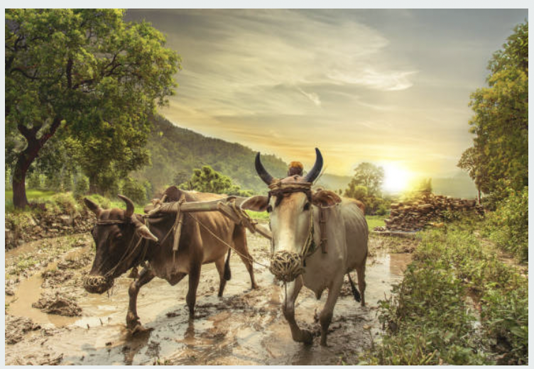 Jesus’ Yoke – In Medio Ecclesiae